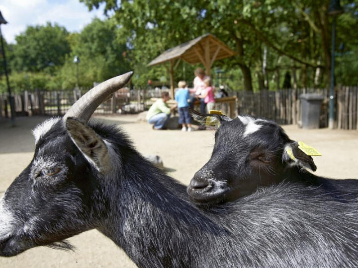 lll CenterParcs De Eemhof Is het Park een Vakantie Waard?